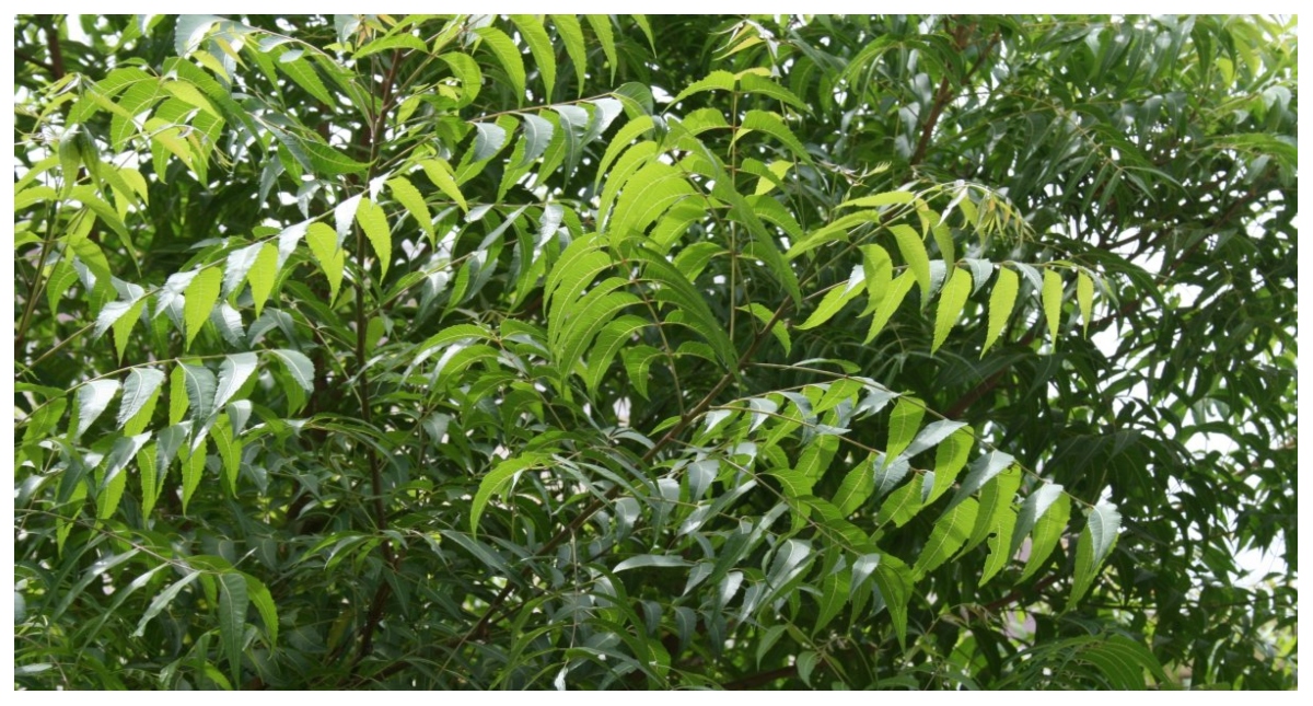 अनोखे अंदाज में मनाया गया 30 साल के पेड़ का जन्मदिन